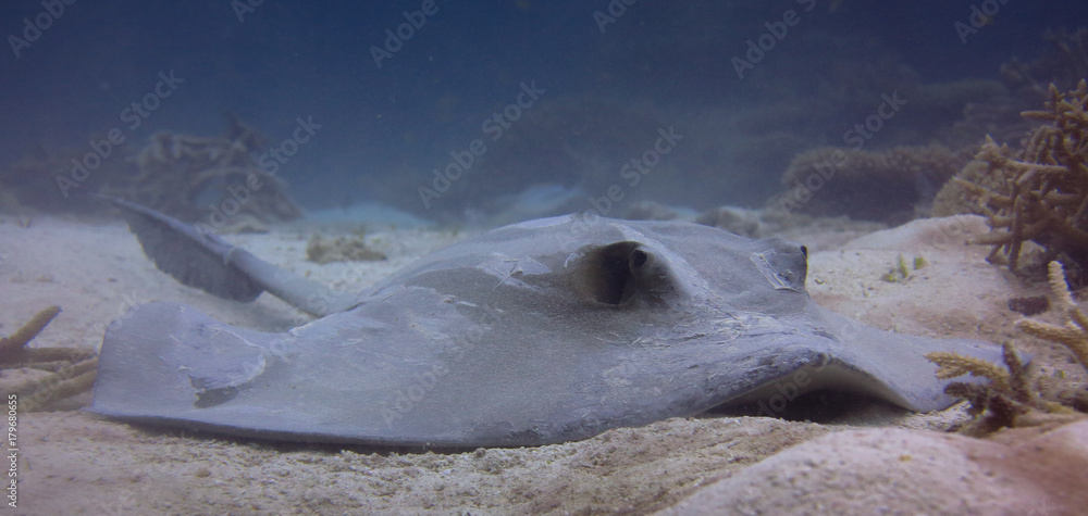 Foto de Stock Stingray resting on the sand on the great barrier reef in ...
