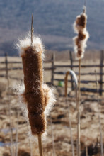 Marsh Cattails Fence Free Stock Photo - Public Domain Pictures