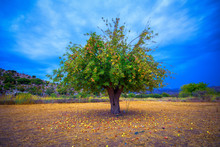 Single Apple On A Tree Free Stock Photo - Public Domain Pictures