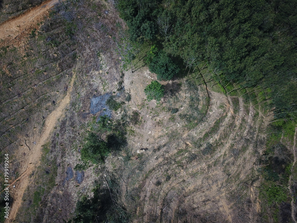 Deforestation. Rainforest trees cut down to make way for oil palm ...