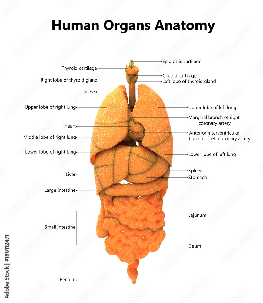 Ilustración de Stock Human Body Organs Anatomy with Detailed Labels ...