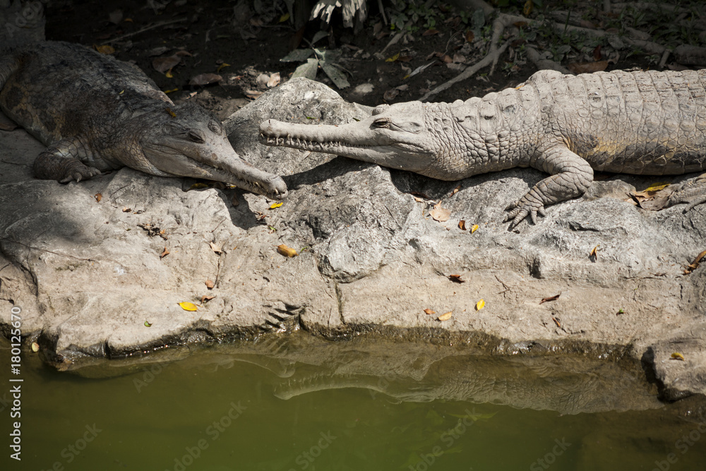 False Gharial / False Gharial is crocodile species Tomistoma Schlegelii ...
