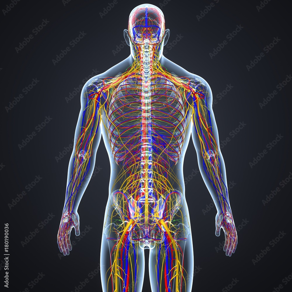 Circulatory and Nervous System with Lymph Nodes Stock Photo | Adobe Stock