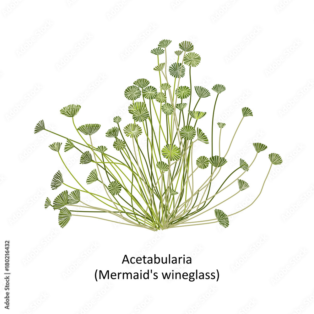 Hand drawn vector illustration of colorful sea weed Acetabularia or ...