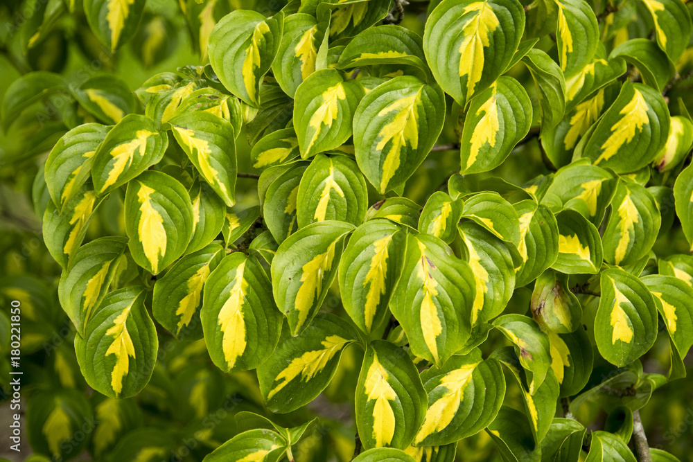 Cornus kousa 'Gold Star' Stock Photo | Adobe Stock