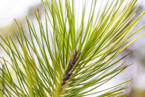 Epine de pin - Acheter cette photo libre de droit et découvrir des ...