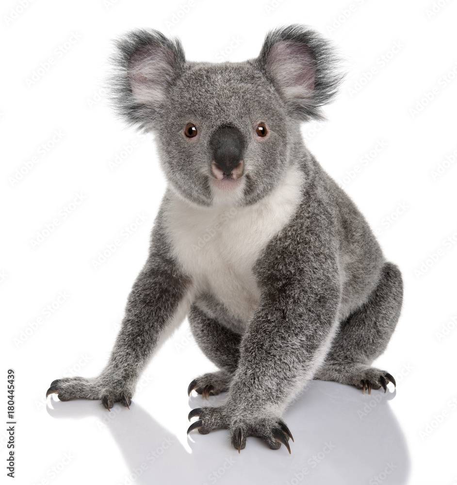 Young koala, Phascolarctos cinereus, 14 months old, sitting in front of ...