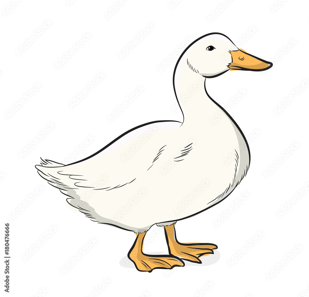 Cartoon Duck Vector Illustration Stock Vector | Adobe Stock
