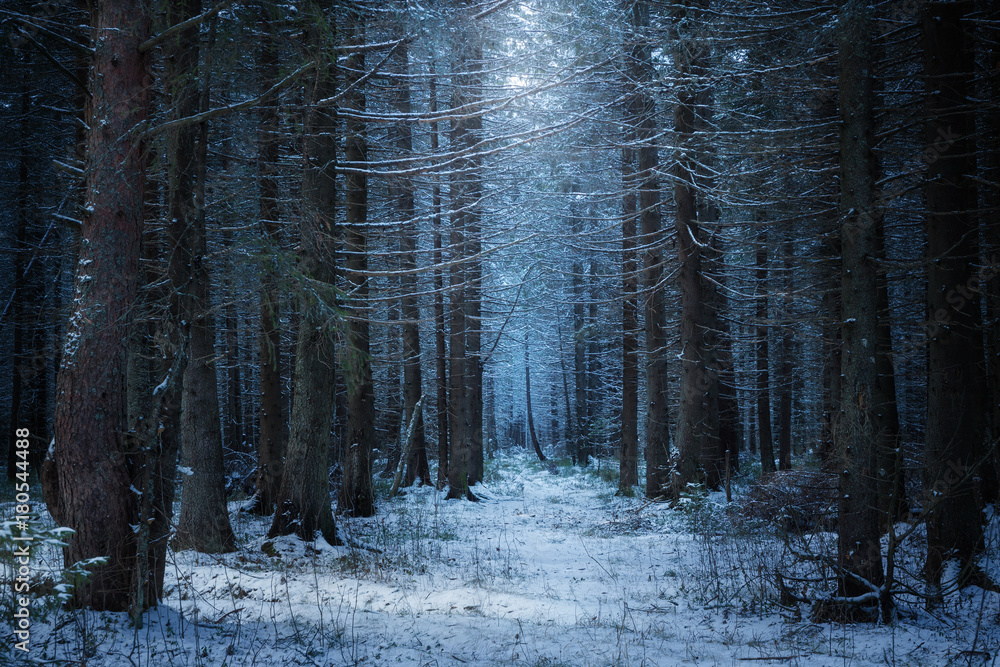 path in the beautiful spruce winter forest Stock Photo | Adobe Stock