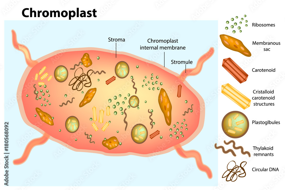 Chromoplast structure Stock Vector | Adobe Stock