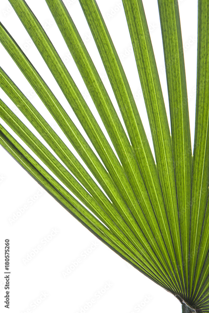 hoja de palmera aislada Stock Photo | Adobe Stock