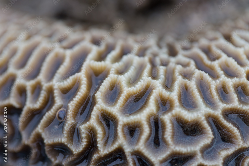 Coral reefs are built from stony corals, which in turn consist of ...