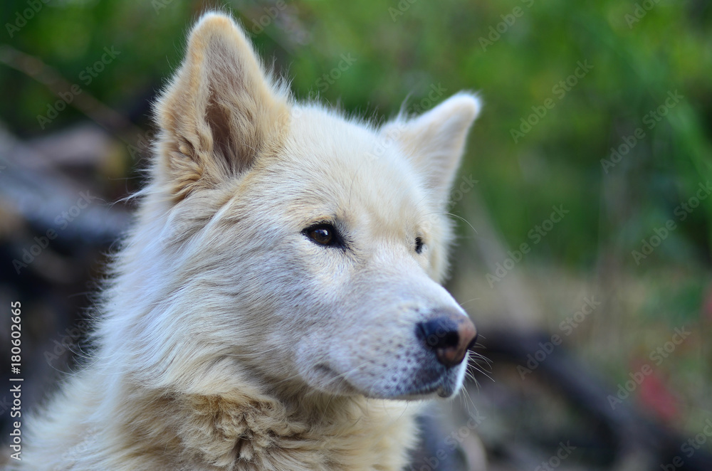 Portrait of the White Siberian Samoyed husky dog with heterochromia (a ...