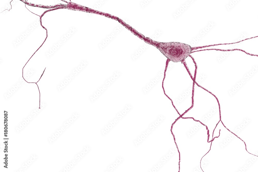 neuron white background