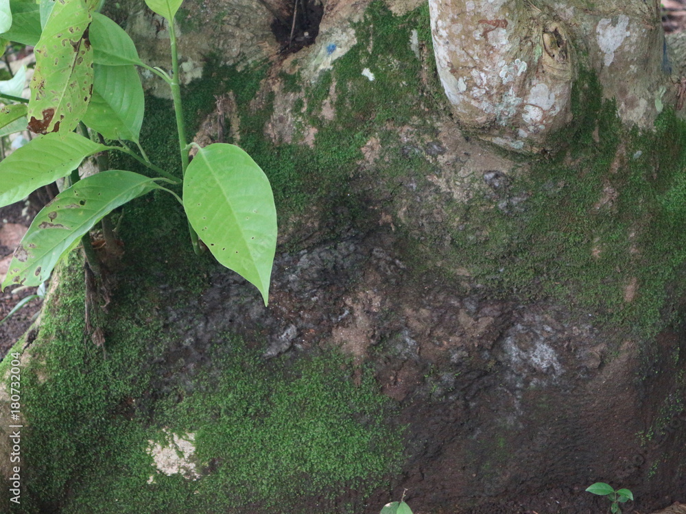 Fall tree roots in the forest with green foliage and paths Stock Photo ...