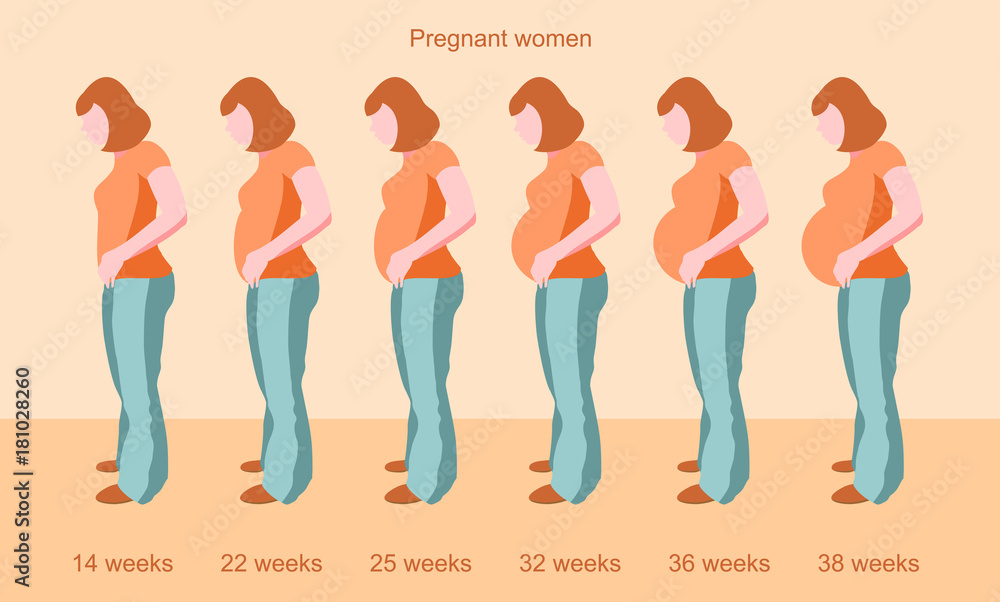 Vector de Stock Pregnant woman. Stages of growth of the abdomen ...