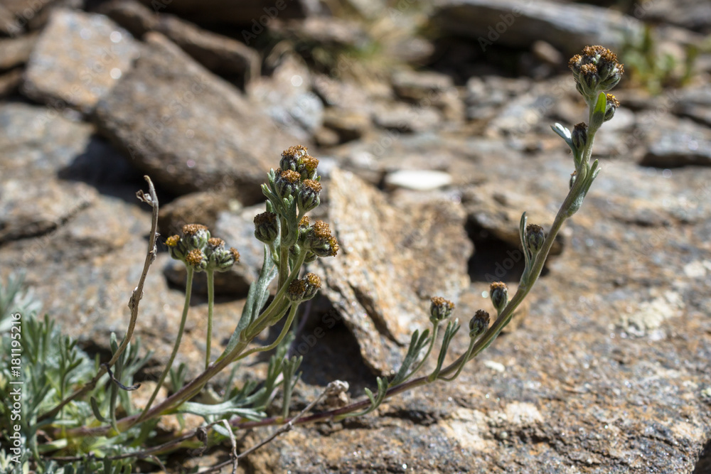 Alpine wild flower Artemisia Umbelliformis (alpine wormwood or white ...