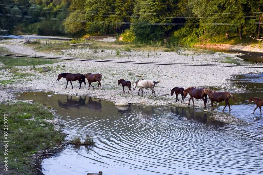 Horses walk in line with a shrinking river. The life of horses Stock ...