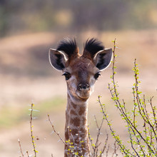 Dětská Žirafa Face Stock Fotka zdarma - Public Domain Pictures
