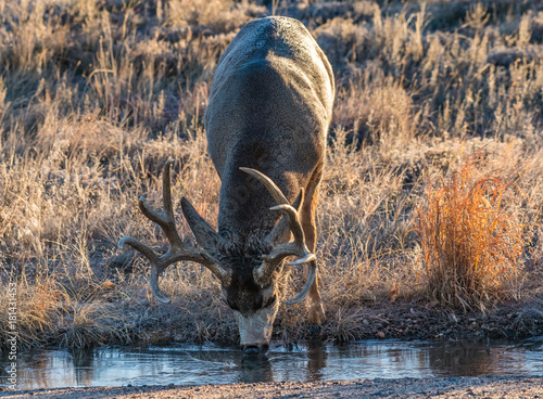 A Large Mule Deer Drinking Water from a Stream Stock Photo | Adobe Stock