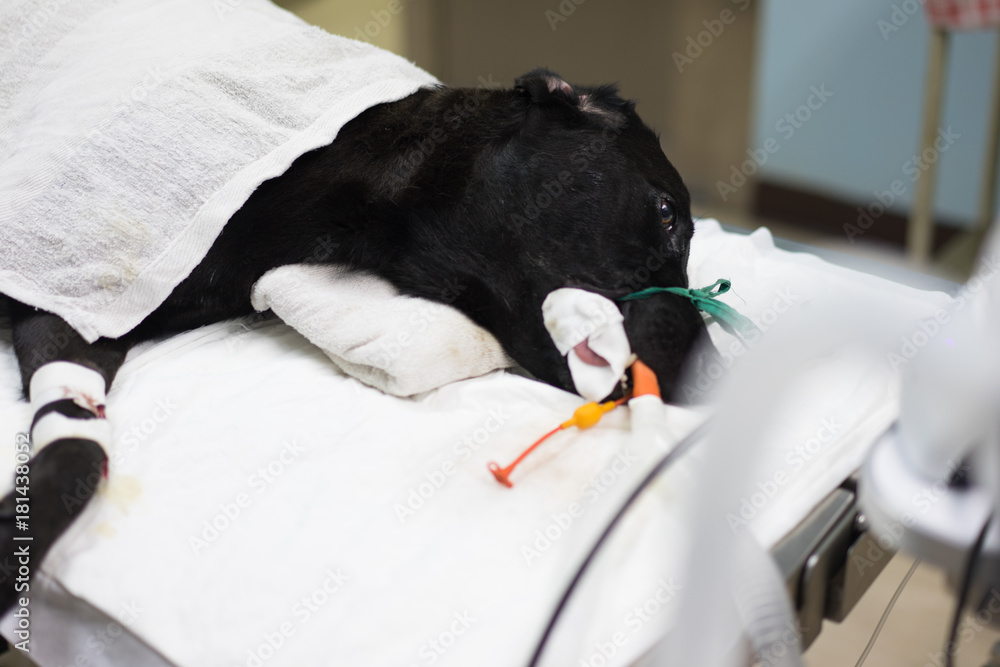 The black dog 's the placement of a tube that extends from the oral ...