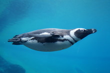 Penguin Swimming Free Stock Photo - Public Domain Pictures