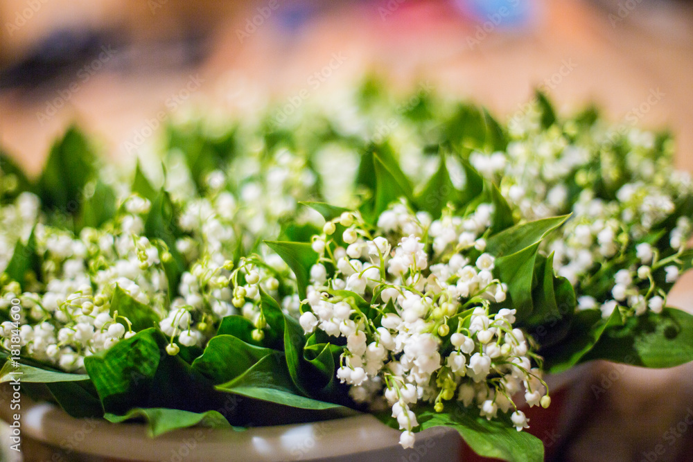 Convallaria majalis is a herbaceous perennial plant that forms ...