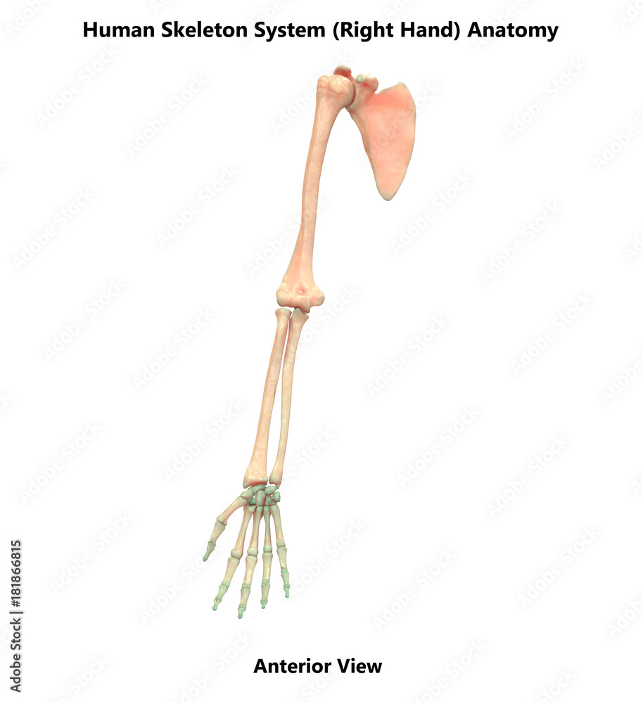Human Skeleton System Right Hand Anatomy (Anterior View) Stock ...
