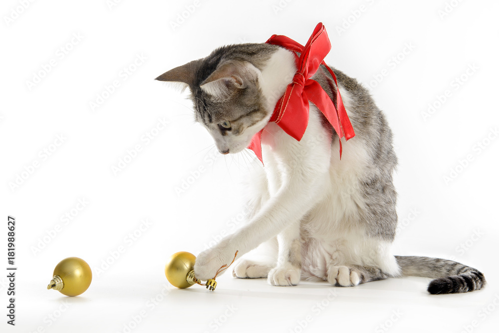 cat wearing red ribbon playing with christmas balls on white background ...