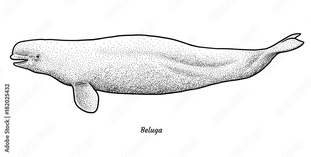 Beluga illustration, drawing, engraving, ink, line art, vector Stock ...