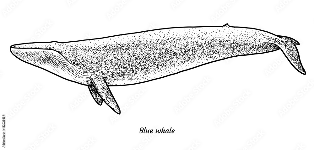 Blue whale illustration, drawing, engraving, ink, line art, vector ...
