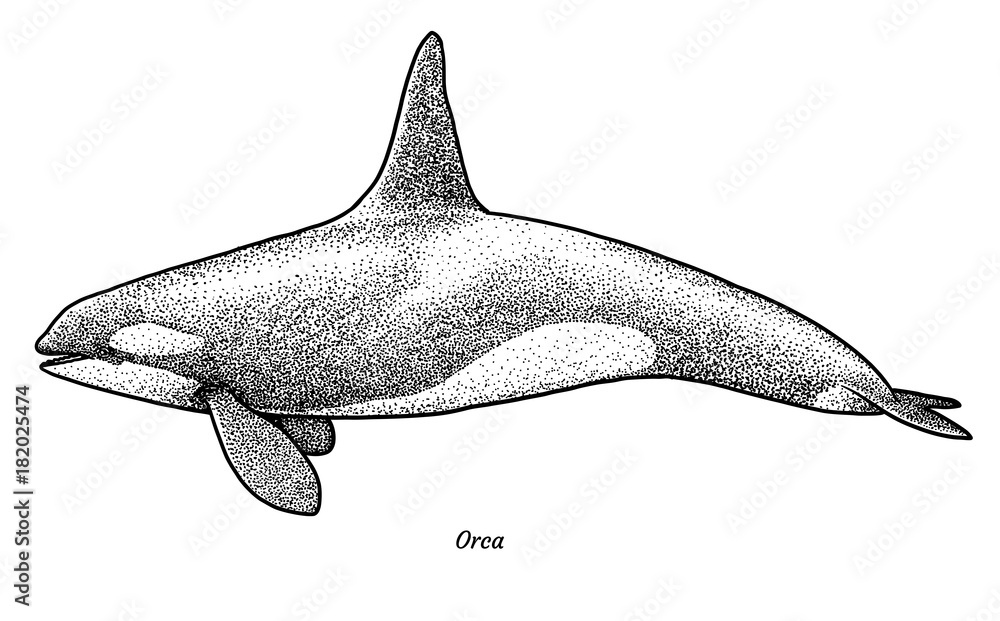 Killer whale illustration, drawing, engraving, ink, line art, vector ...