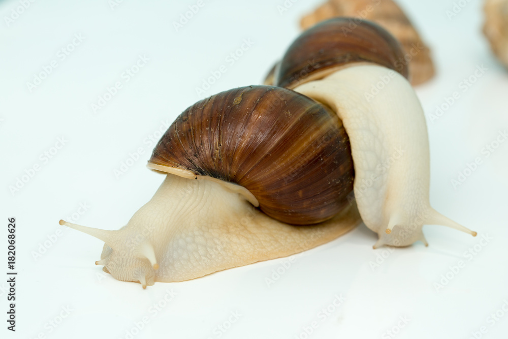 Giant snail Achatina is the largest land mollusk on Earth Stock Photo ...