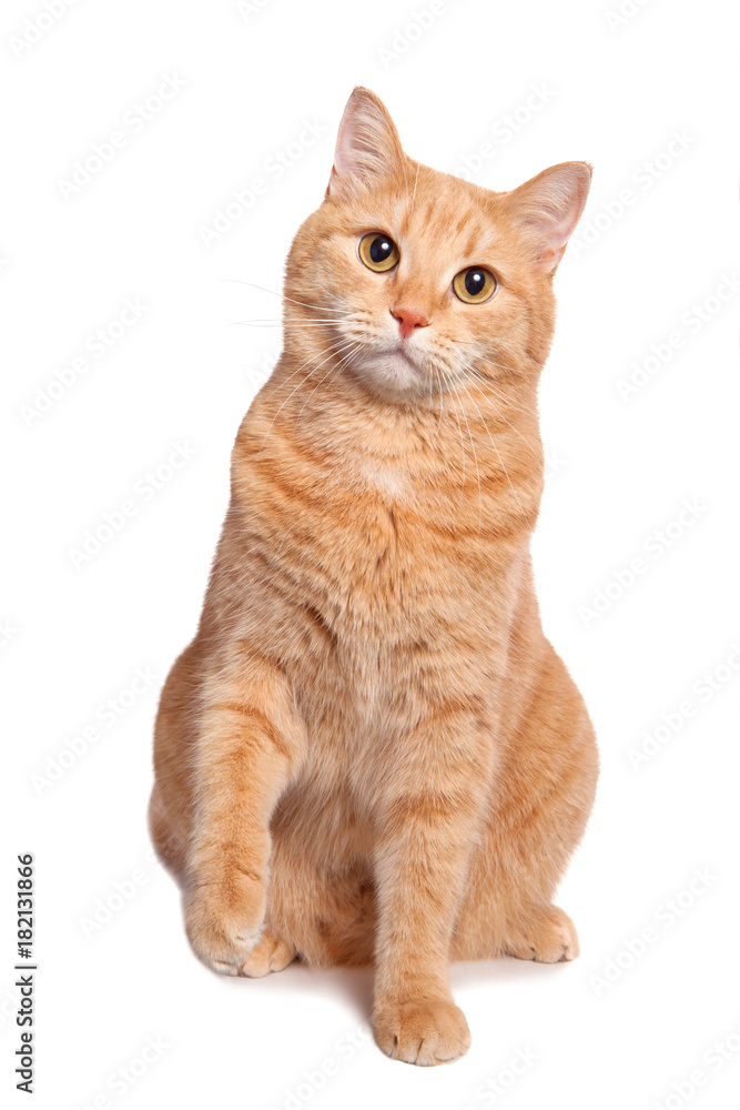 Cute red yellow pale cat sitting isolated on white background. Stock ...