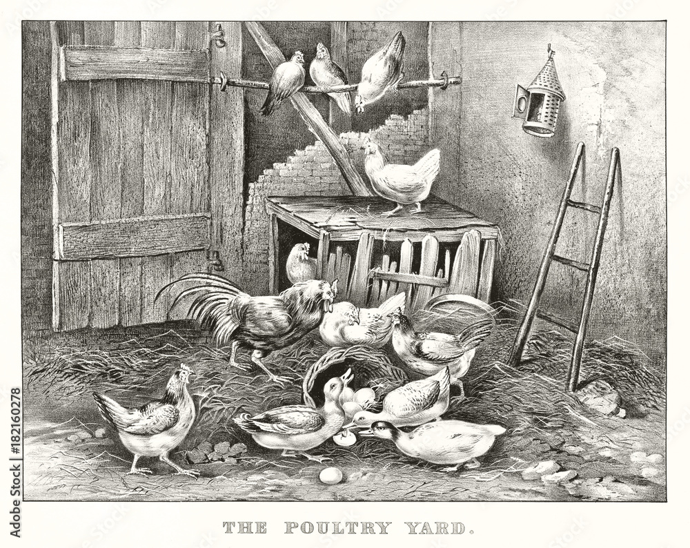 Poultry yard animals in an ancient context. Chickens, hens, ducks ...