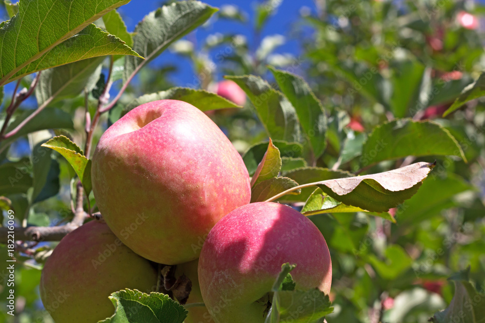 Apples crop in the garden. Ripe apples on the tree in October. Stock ...