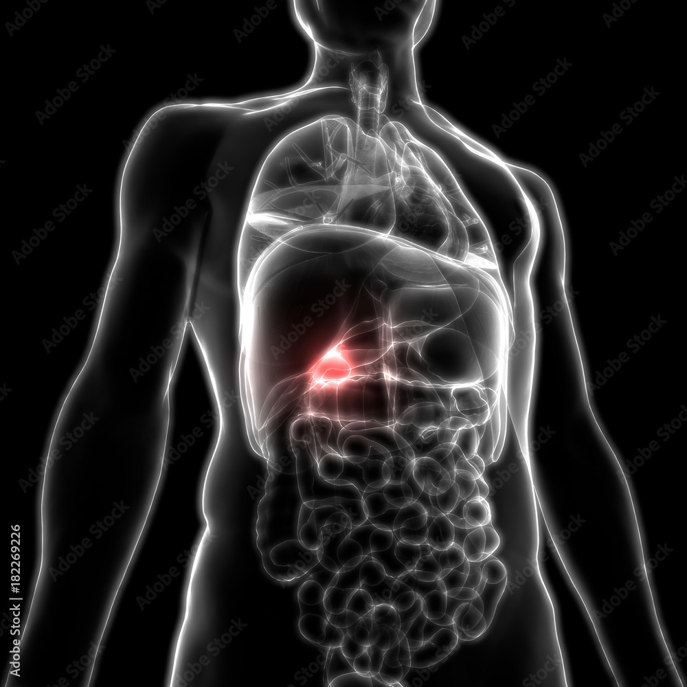 Human Body Organs Anatomy (Gallbladder) Stock Illustration | Adobe Stock