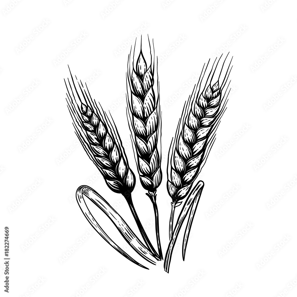Set of hand drawn wheat illustration in engraving style. Design ...