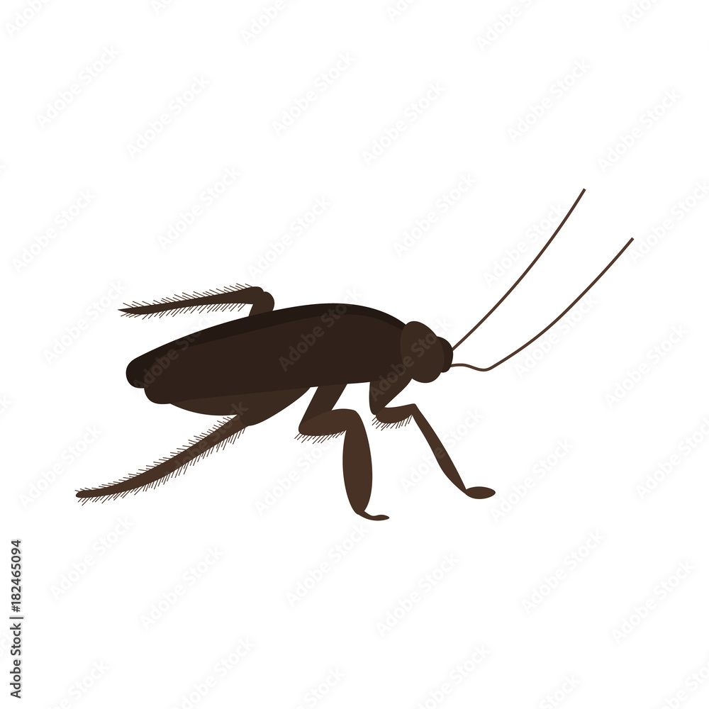 Flat simple cockroach isolated on white background. Brown color outline ...
