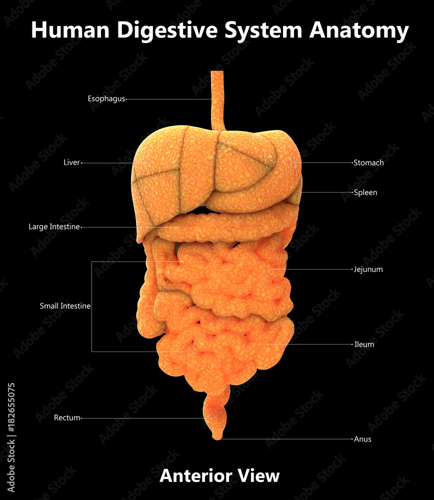Human Digestive System Anatomy with Detailed labels (Anterior view ...