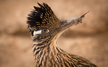 Roadrunner Standing On Road Free Stock Photo - Public Domain Pictures
