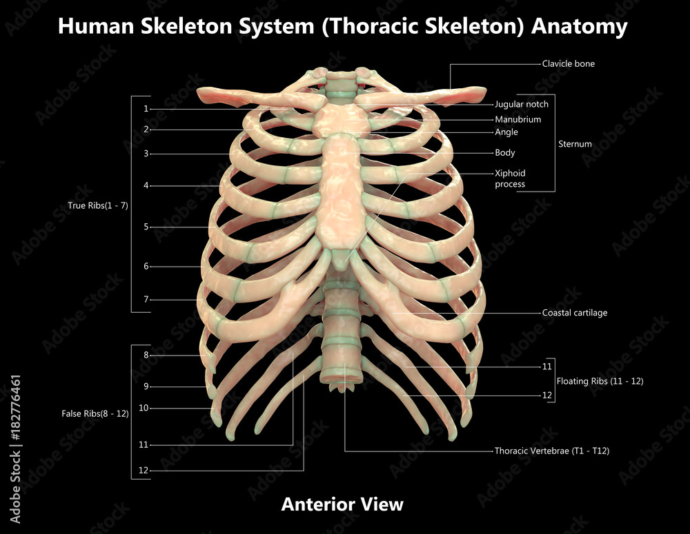 Human Skeleton System Thoracic Skeleton Detailed Labels Anatomy ...