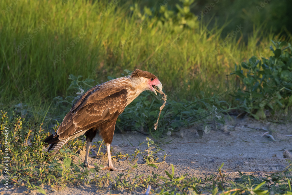 Young Crested Caracara (Caracara plancus) scavenging on an old bird ...
