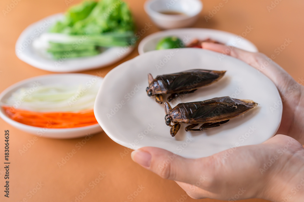 Lethocerus indicus (Giant water bug) Stock Photo | Adobe Stock