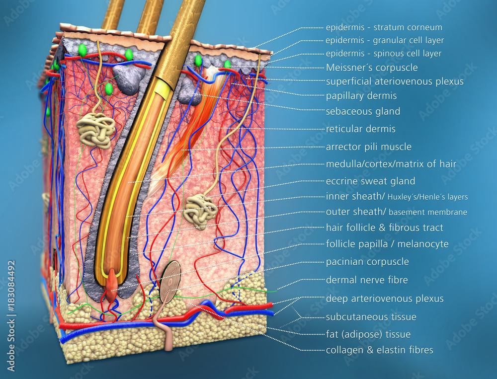scientific 3d illustration of a cross section of hair follicle with ...