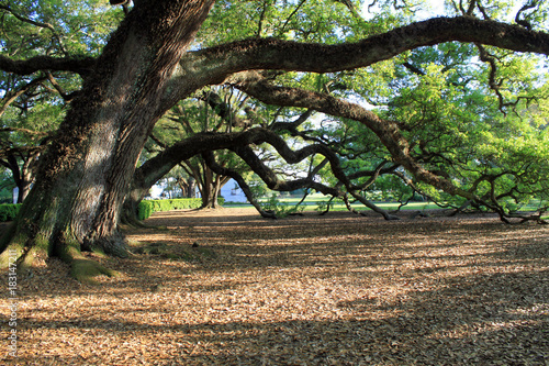 Enormous Oak Trees Stretch their long branches with the support of the ...