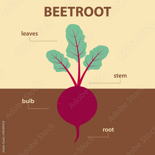 vector diagram showing parts of beetroot whole plant - agricultural ...