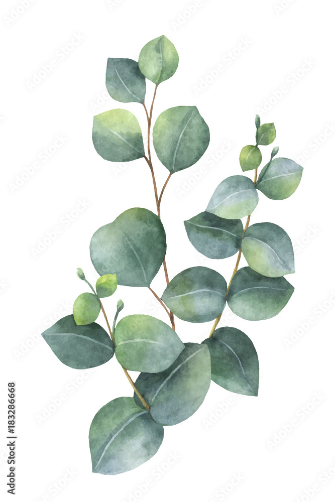 Watercolor vector bouquet with green eucalyptus leaves and branches ...