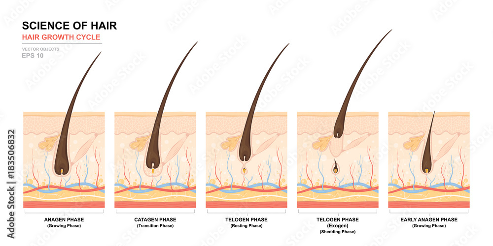 Vector de Stock Anatomical training poster. Hair growth phase step by ...