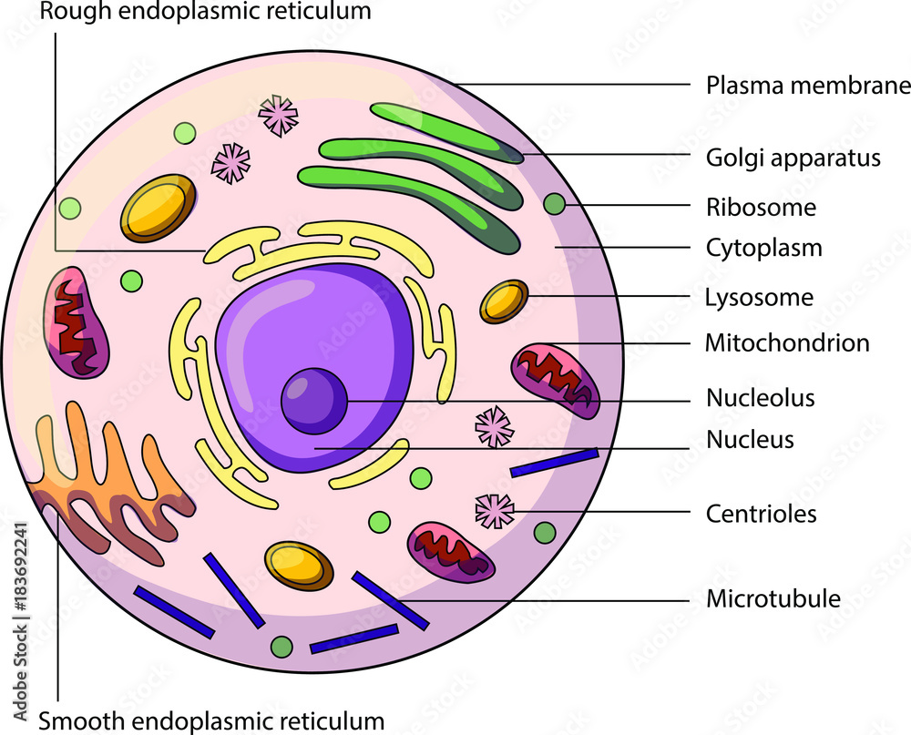The structure of an animal cell, with labeled parts. Biology vector ...